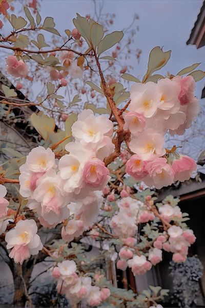 海棠无香是真的吗_海棠花为什么没有香味-第1张图片-山城妙识