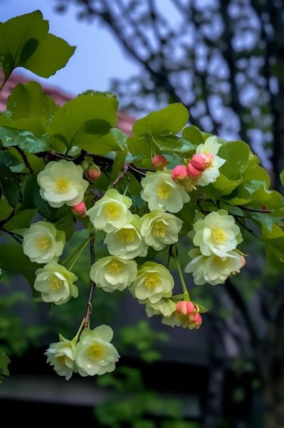 海棠无香是真的吗_海棠花为什么没有香味-第3张图片-山城妙识