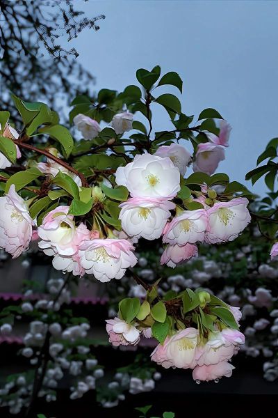 海棠无香是真的吗_海棠花为什么没有香味-第2张图片-山城妙识