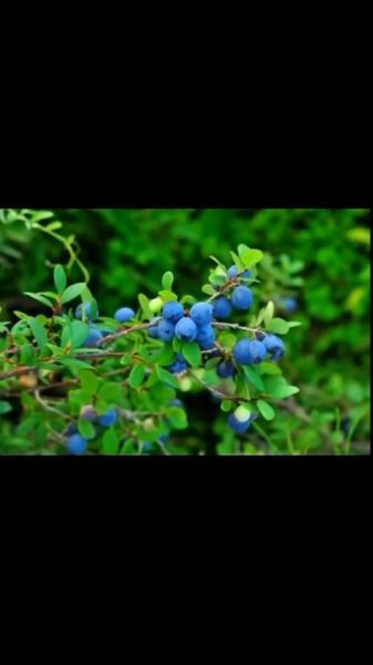 野蓝莓图片怎么拍_野蓝莓长什么样-第3张图片-山城妙识