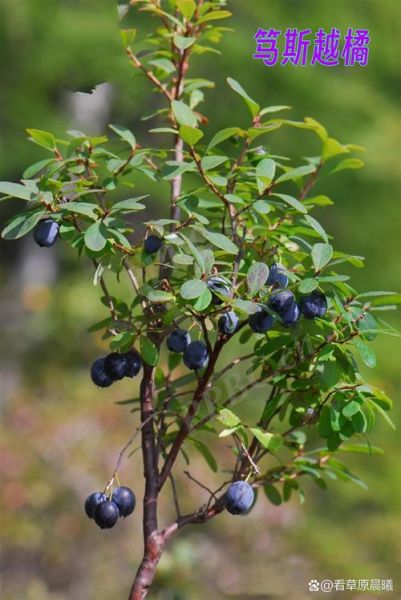 野蓝莓图片怎么拍_野蓝莓长什么样-第1张图片-山城妙识