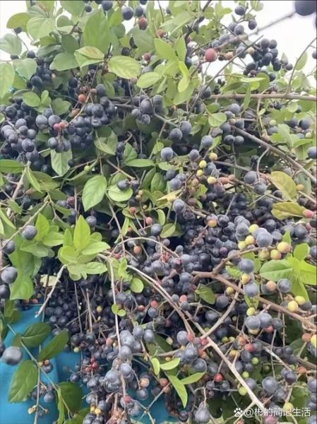 野蓝莓图片怎么拍_野蓝莓长什么样-第2张图片-山城妙识