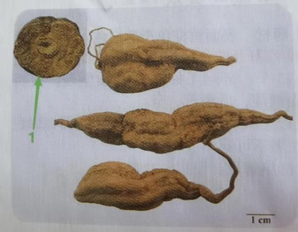 野生何首乌长什么样_如何辨别真假-第1张图片-山城妙识