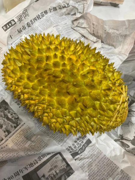 榴莲英语怎么说_榴莲英文发音怎么读-第3张图片-山城妙识