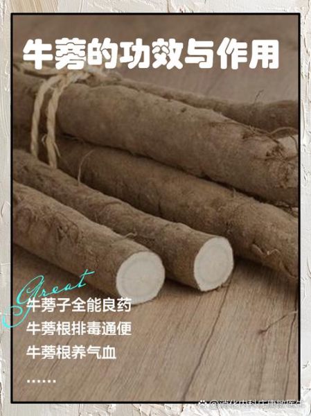 牛蒡的功效与作用禁忌_什么人不能吃牛蒡-第2张图片-山城妙识 牛蒡的功效与作用禁忌_什么人不能吃牛蒡-第2张图片-山城妙识