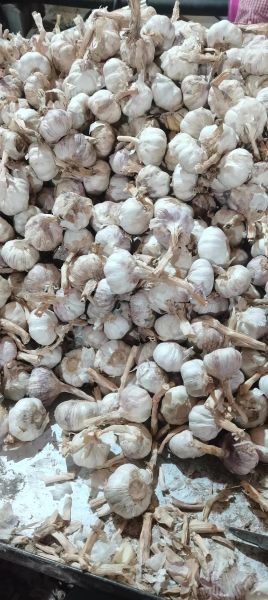 山东金乡大蒜论坛_如何挑选优质蒜种-第1张图片-山城妙识