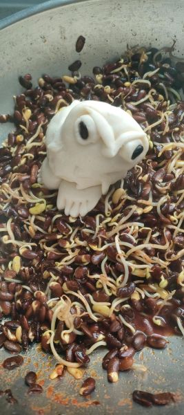 黑豆芽的功效与作用_黑豆芽怎么吃最营养-第1张图片-山城妙识