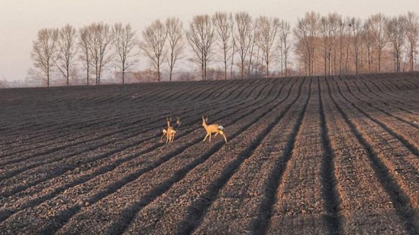 狍子图片_如何辨别真假-第3张图片-山城妙识