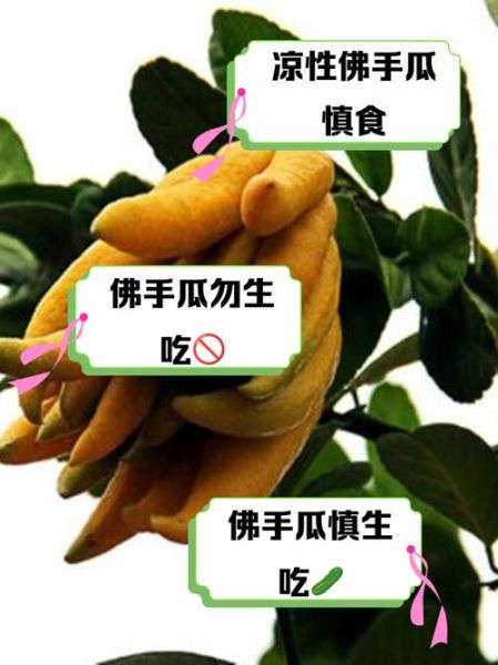 佛手瓜可以生吃吗_佛手瓜当水果怎么吃-第1张图片-山城妙识