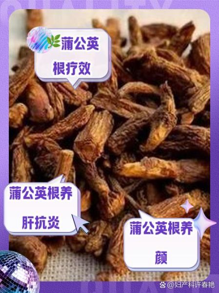 蒲公英能降肝火吗_蒲公英根和叶功效区别-第2张图片-山城妙识