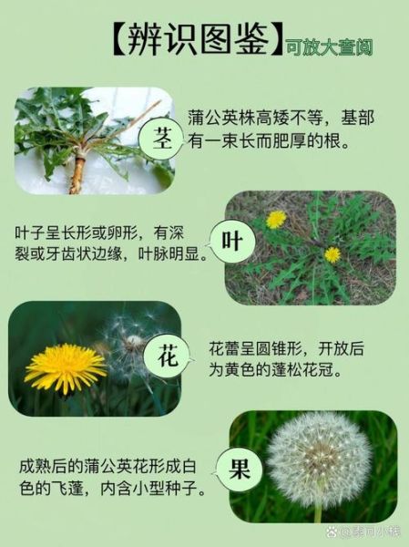 蒲公英能降肝火吗_蒲公英根和叶功效区别-第3张图片-山城妙识