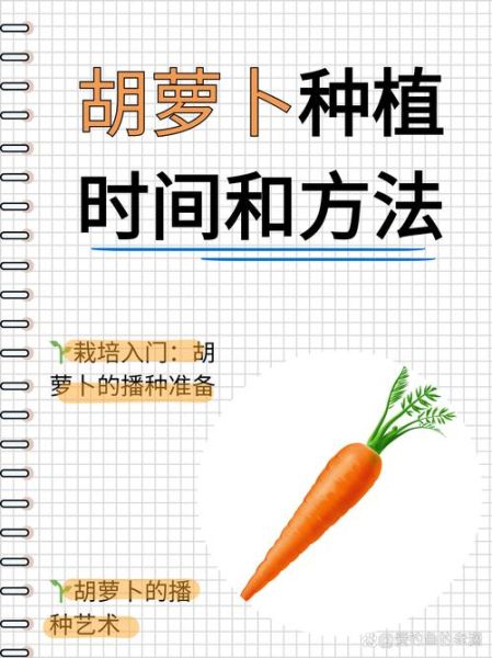 胡萝卜什么时候种_胡萝卜种植方法步骤-第1张图片-山城妙识 胡萝卜什么时候种_胡萝卜种植方法步骤-第1张图片-山城妙识