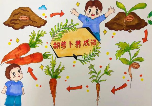 胡萝卜什么时候种_胡萝卜种植方法步骤-第3张图片-山城妙识 胡萝卜什么时候种_胡萝卜种植方法步骤-第3张图片-山城妙识