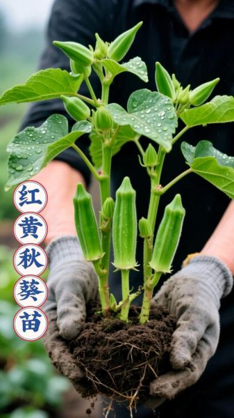 黄秋葵什么时候种_盆栽黄秋葵怎么种-第1张图片-山城妙识 黄秋葵什么时候种_盆栽黄秋葵怎么种-第1张图片-山城妙识