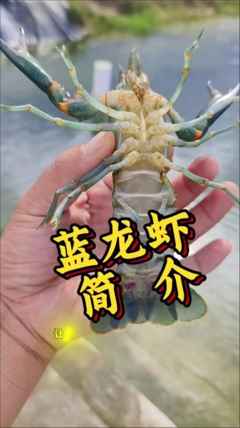 蓝龙虾养殖条件_蓝龙虾养殖成本-第1张图片-山城妙识 蓝龙虾养殖条件_蓝龙虾养殖成本-第1张图片-山城妙识