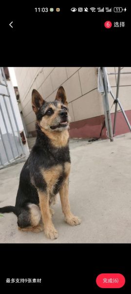 串串狗是土狗吗_串串狗和土狗区别-第1张图片-山城妙识