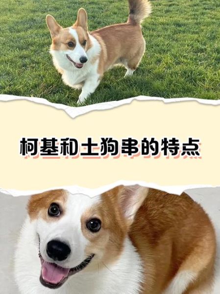 串串狗是土狗吗_串串狗和土狗区别-第2张图片-山城妙识