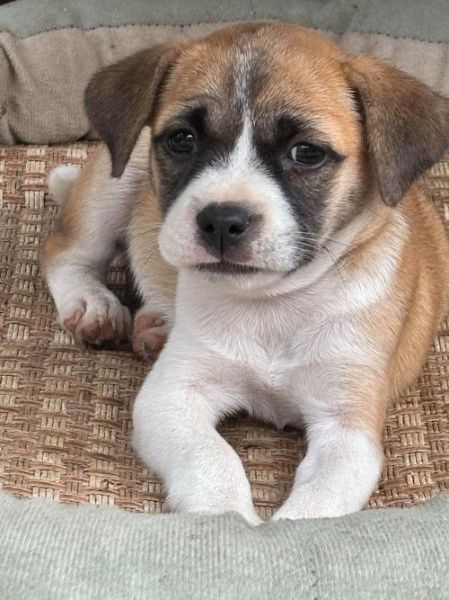 串串狗是土狗吗_串串狗和土狗区别-第3张图片-山城妙识