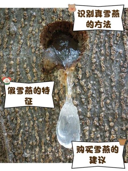 雪燕是什么东西_雪燕和燕窝的区别-第2张图片-山城妙识 雪燕是什么东西_雪燕和燕窝的区别-第2张图片-山城妙识