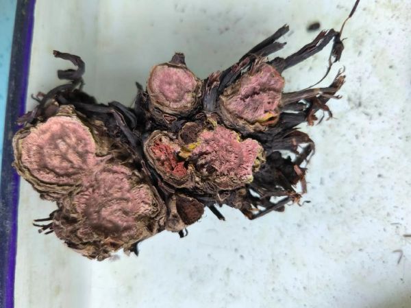 红景天图片长什么样_红景天真假怎么分辨-第1张图片-山城妙识