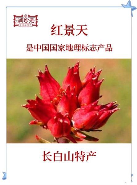 红景天图片长什么样_红景天真假怎么分辨-第3张图片-山城妙识