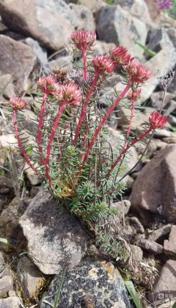 红景天图片长什么样_红景天真假怎么分辨-第2张图片-山城妙识