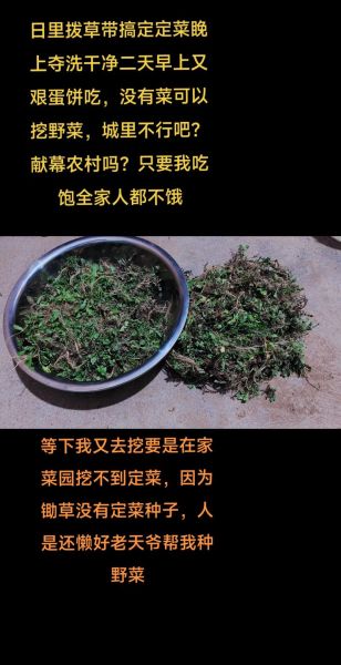野生荠菜吃了有什么作用_野生荠菜的功效与禁忌-第1张图片-山城妙识 野生荠菜吃了有什么作用_野生荠菜的功效与禁忌-第1张图片-山城妙识