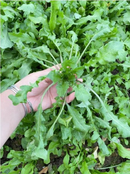 野生荠菜吃了有什么作用_野生荠菜的功效与禁忌-第3张图片-山城妙识 野生荠菜吃了有什么作用_野生荠菜的功效与禁忌-第3张图片-山城妙识