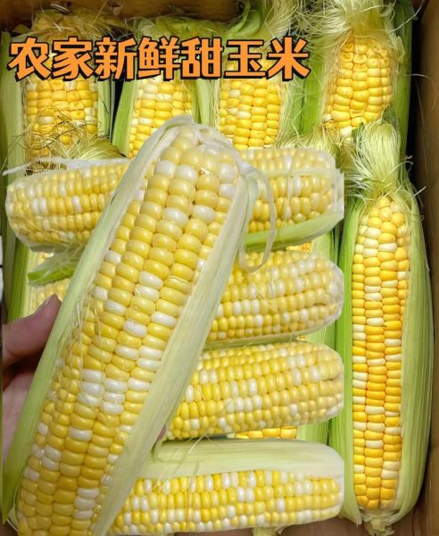 水果玉米多少钱一斤_水果玉米价格最新行情-第1张图片-山城妙识