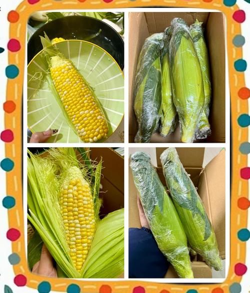水果玉米多少钱一斤_水果玉米价格最新行情-第3张图片-山城妙识