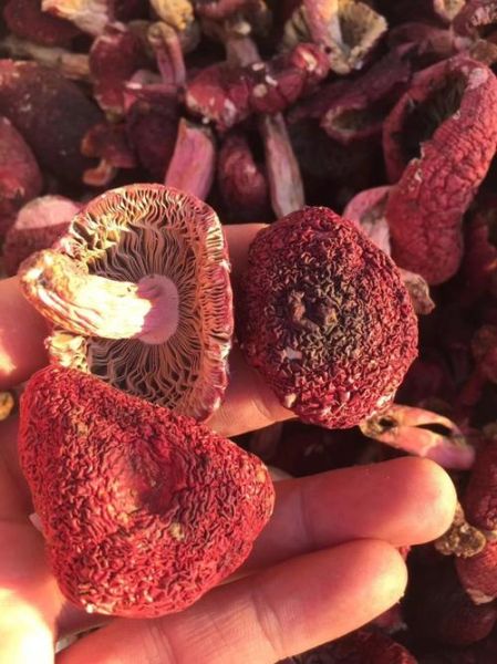 红菇价格是多少一斤_野生红菇多少钱-第2张图片-山城妙识 红菇价格是多少一斤_野生红菇多少钱-第2张图片-山城妙识