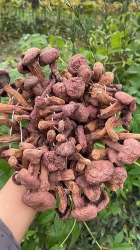 红菇价格是多少一斤_野生红菇多少钱-第1张图片-山城妙识 红菇价格是多少一斤_野生红菇多少钱-第1张图片-山城妙识