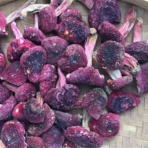 红菇价格是多少一斤_野生红菇多少钱-第3张图片-山城妙识 红菇价格是多少一斤_野生红菇多少钱-第3张图片-山城妙识