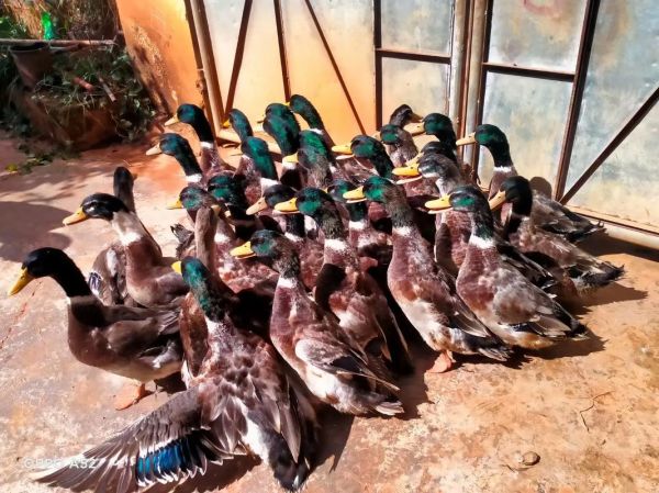 水鸭怎么养_水鸭吃什么长得快-第1张图片-山城妙识 水鸭怎么养_水鸭吃什么长得快-第1张图片-山城妙识