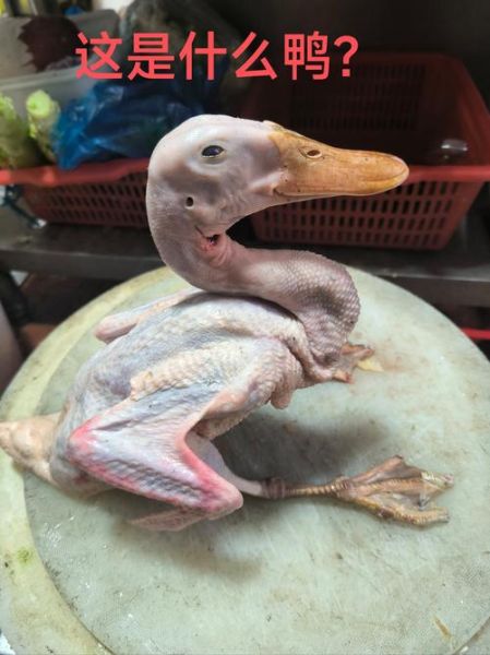 水鸭怎么养_水鸭吃什么长得快-第2张图片-山城妙识 水鸭怎么养_水鸭吃什么长得快-第2张图片-山城妙识