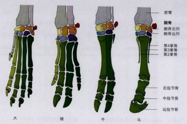 马蹄是马的指甲还是脚丫_马蹄结构解剖图-第1张图片-山城妙识 马蹄是马的指甲还是脚丫_马蹄结构解剖图-第1张图片-山城妙识