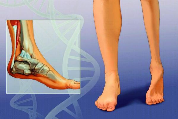 马蹄是马的指甲还是脚丫_马蹄结构解剖图-第2张图片-山城妙识 马蹄是马的指甲还是脚丫_马蹄结构解剖图-第2张图片-山城妙识