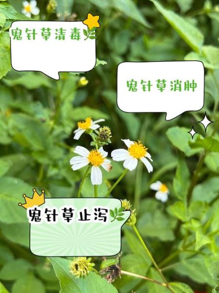 鬼针草泡水喝的功效与禁忌_长期喝有什么副作用-第2张图片-山城妙识