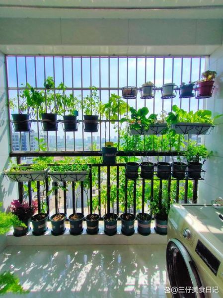 阳台蔬菜怎么种_适合新手的高产蔬菜有哪些-第2张图片-山城妙识