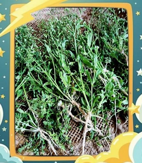 老荠菜的功效与作用_老荠菜怎么吃最好-第3张图片-山城妙识