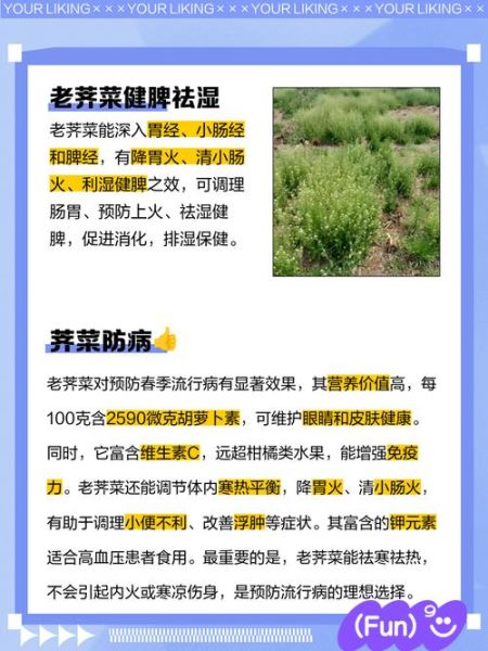 老荠菜的功效与作用_老荠菜怎么吃最好-第2张图片-山城妙识