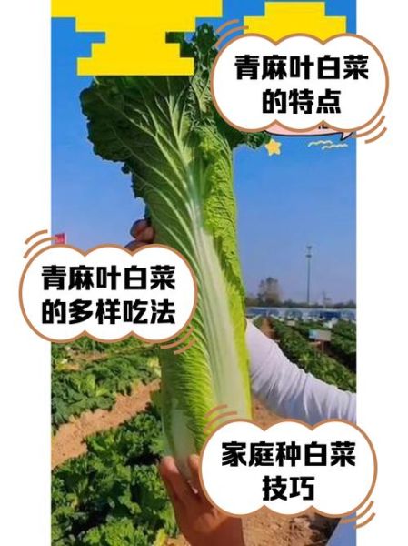 青青菜的功效与作用_青青菜怎么吃最健康-第2张图片-山城妙识 青青菜的功效与作用_青青菜怎么吃最健康-第2张图片-山城妙识