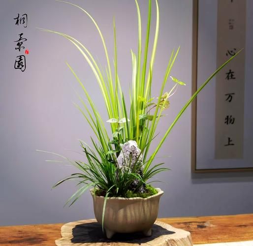 菖蒲盆景怎么养_菖蒲盆景用什么土-第1张图片-山城妙识 菖蒲盆景怎么养_菖蒲盆景用什么土-第1张图片-山城妙识