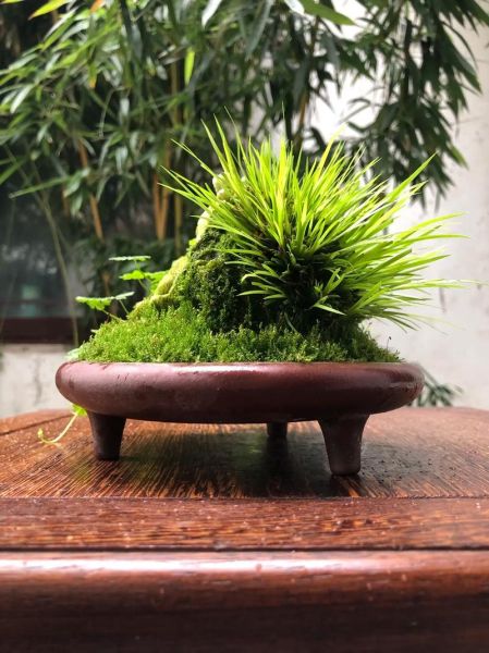 菖蒲盆景怎么养_菖蒲盆景用什么土-第3张图片-山城妙识 菖蒲盆景怎么养_菖蒲盆景用什么土-第3张图片-山城妙识