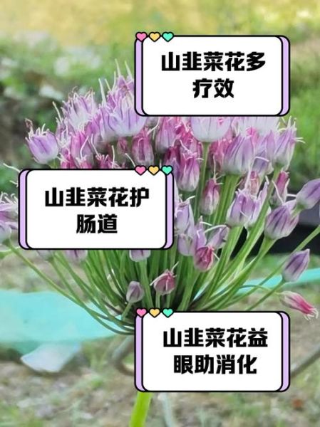 鲜韭菜花的功效与作用_怎么吃最养生-第2张图片-山城妙识 鲜韭菜花的功效与作用_怎么吃最养生-第2张图片-山城妙识