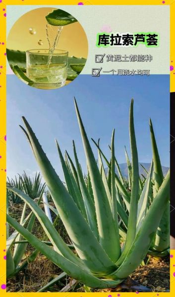 最好的芦荟品种有哪些_库拉索芦荟怎么辨别真假-第1张图片-山城妙识 最好的芦荟品种有哪些_库拉索芦荟怎么辨别真假-第1张图片-山城妙识
