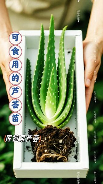 最好的芦荟品种有哪些_库拉索芦荟怎么辨别真假-第2张图片-山城妙识 最好的芦荟品种有哪些_库拉索芦荟怎么辨别真假-第2张图片-山城妙识