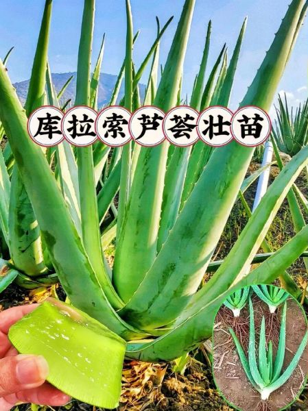 最好的芦荟品种有哪些_库拉索芦荟怎么辨别真假-第3张图片-山城妙识 最好的芦荟品种有哪些_库拉索芦荟怎么辨别真假-第3张图片-山城妙识