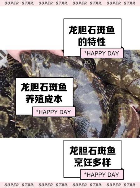 龙胆鱼和石斑鱼哪个贵_龙胆鱼价格为什么更高-第2张图片-山城妙识 龙胆鱼和石斑鱼哪个贵_龙胆鱼价格为什么更高-第2张图片-山城妙识