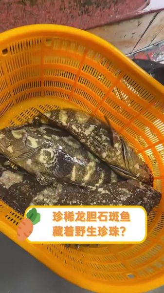 龙胆鱼和石斑鱼哪个贵_龙胆鱼价格为什么更高-第3张图片-山城妙识 龙胆鱼和石斑鱼哪个贵_龙胆鱼价格为什么更高-第3张图片-山城妙识